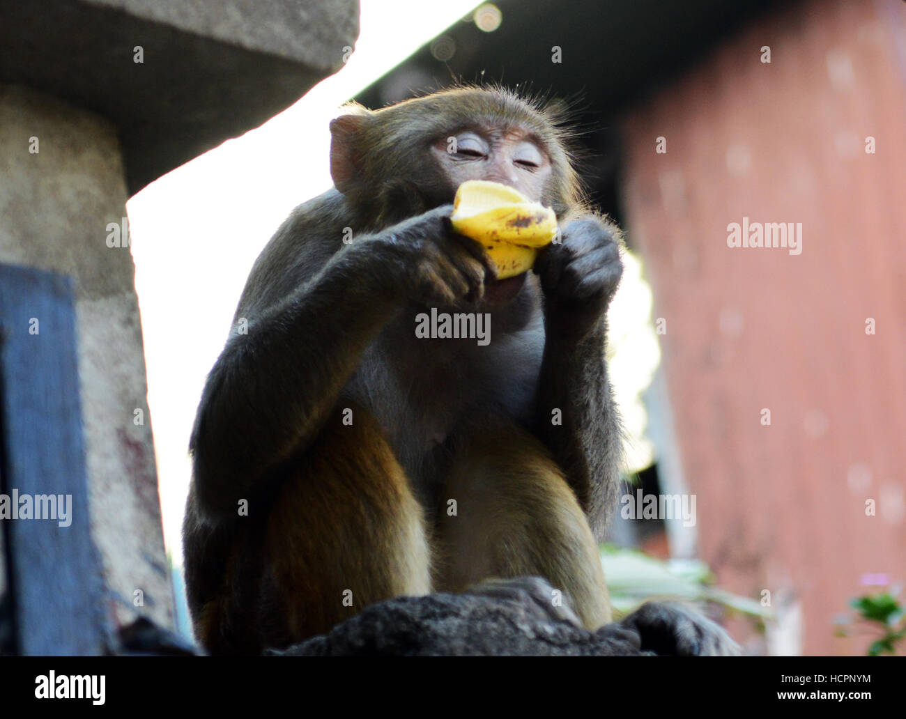 Assamese Macaque eating a banana near the Kamakhya temple in Guwahati ...