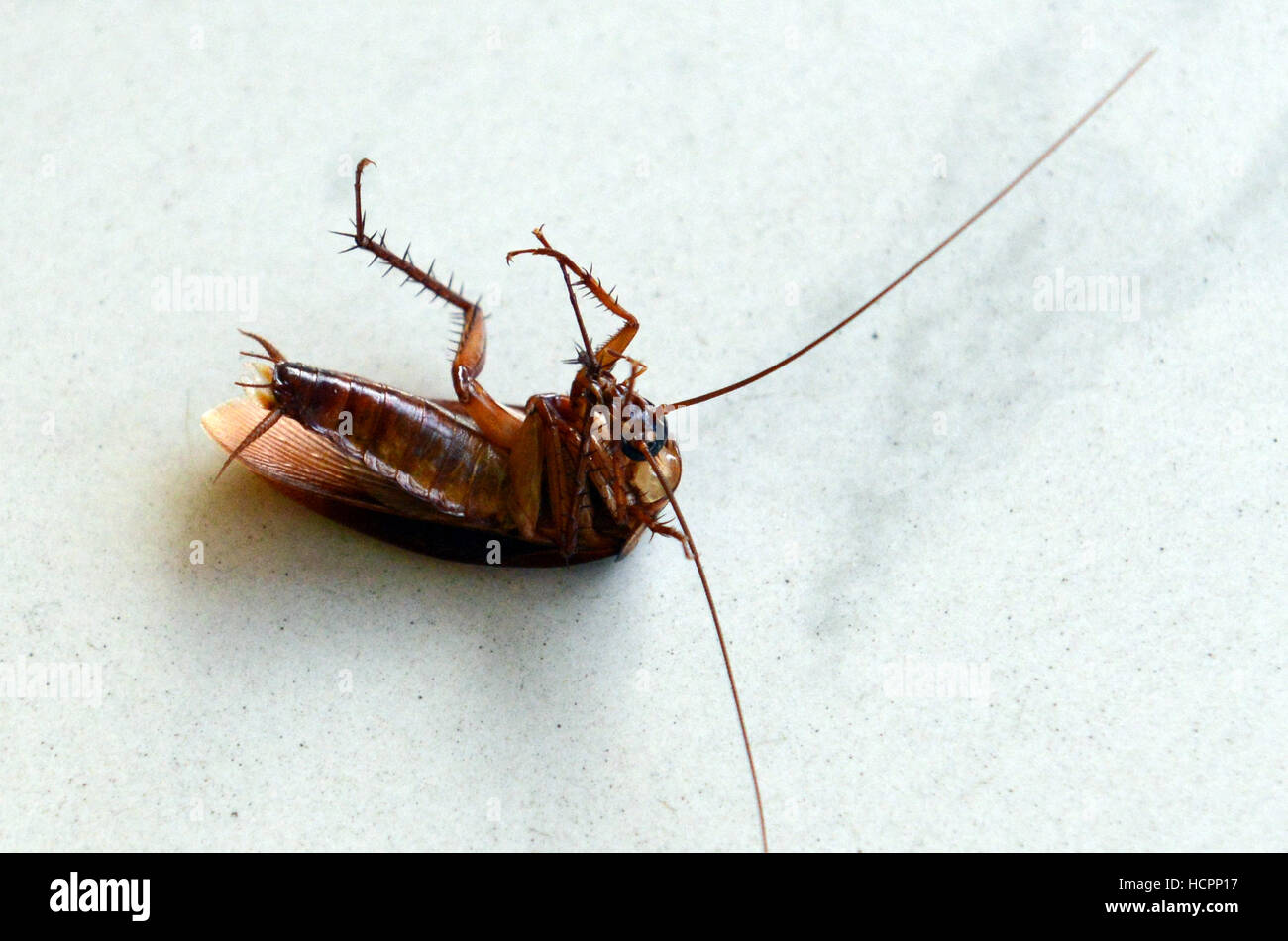 Dead Roach High Resolution Stock Photography and Images - Alamy