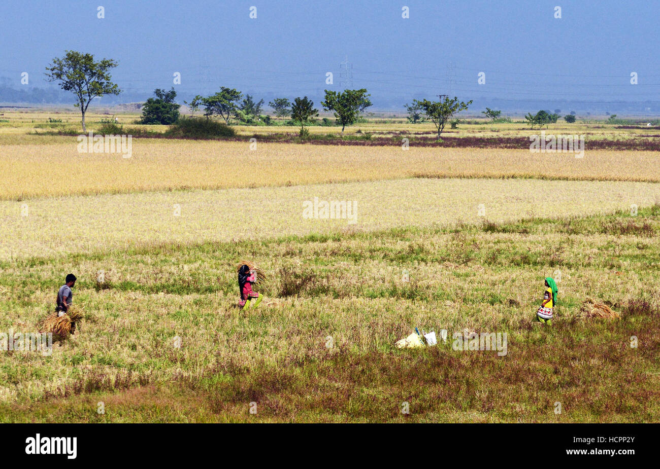 Paddy fields harvest in Assam, India Stock Photo - Alamy