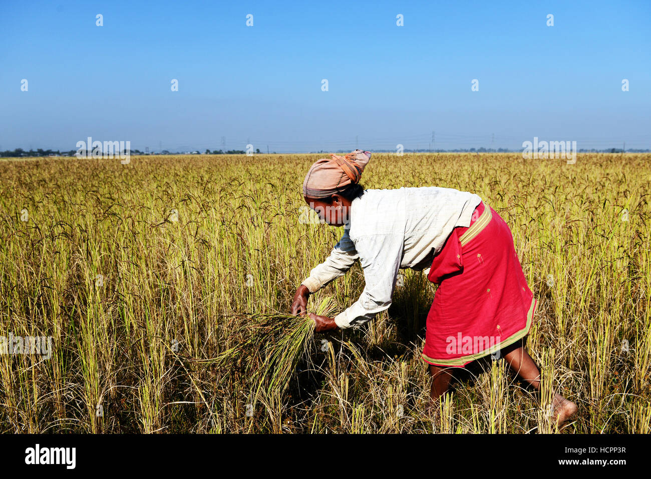 Assam paddy fields hi-res stock photography and images - Alamy