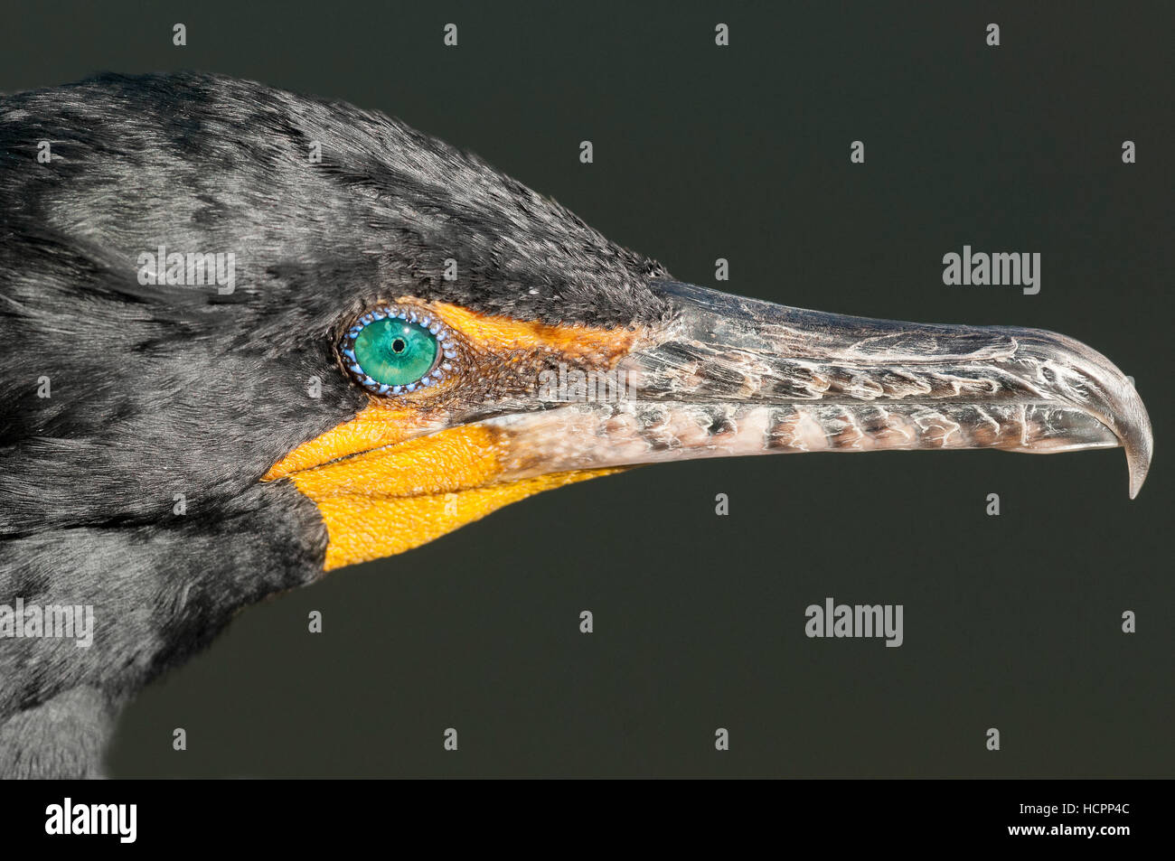 Double-crested Cormorant (Phalacrocorax auritus) close up beak and ...