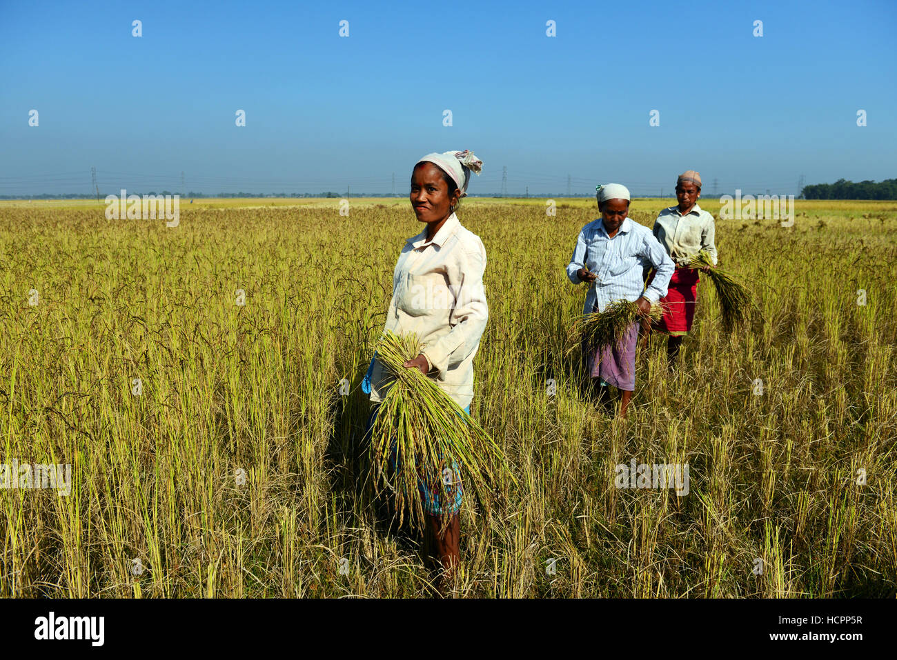 Paddy fields harvest in Assam, India Stock Photo - Alamy