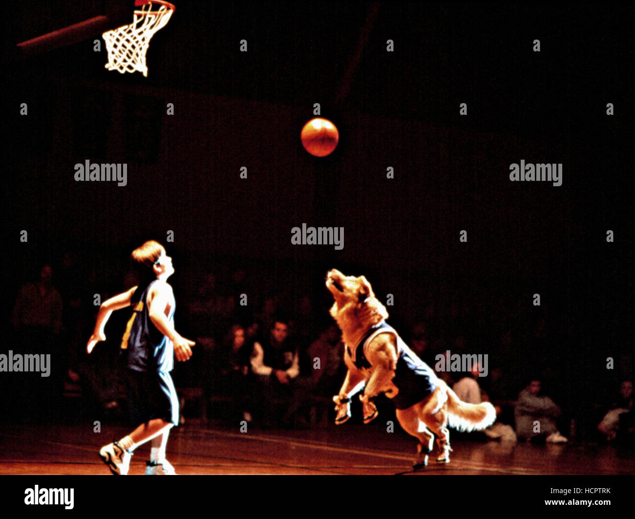 AIR BUD, Buddy, the golden retriever, playing basketball, 1997 Stock ...