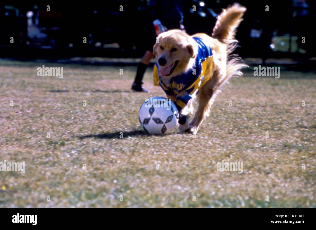 AIR BUD: WORLD PUP, Buddy, the golden retriever, 2000 Stock Photo - Alamy