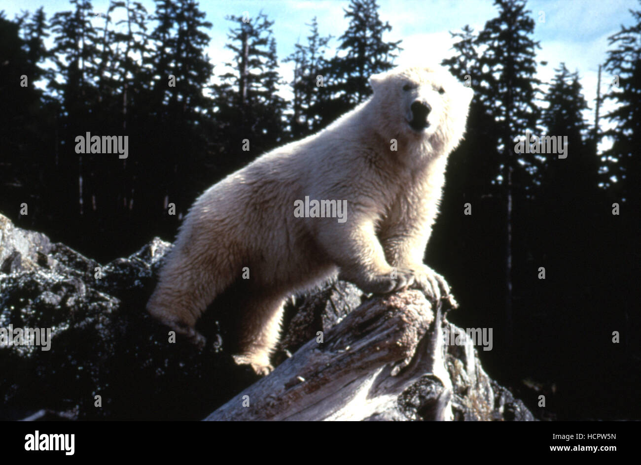 ALASKA, Cubby the polar bear, 1996, (c)Columbia Pictures/courtesy ...