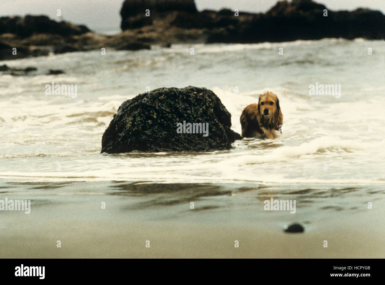 BENJI THE HUNTED, Benji, 1987, © Buena Vista/courtesy Everett ...