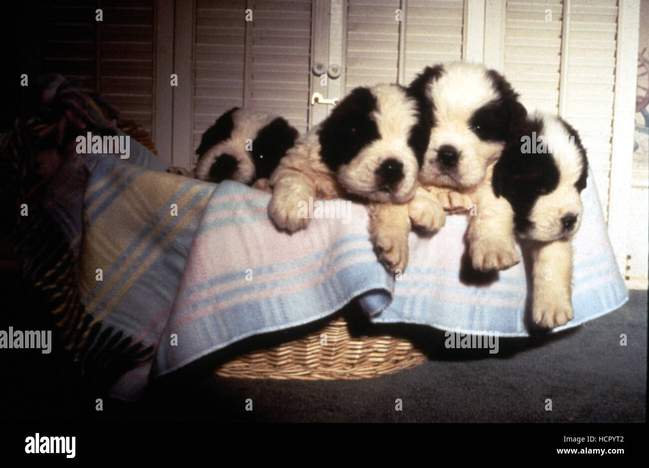BEETHOVEN'S 2ND, puppies, 1993, (c)Universal Pictures/courtesy Everett ...