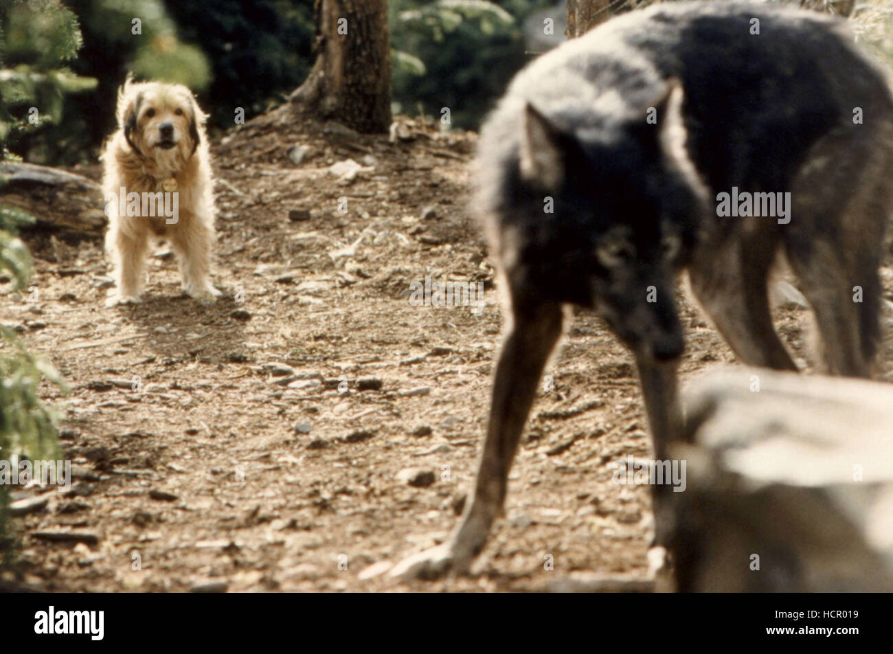 BENJI THE HUNTED, Benji, 1987, (c)Buena Vista Pictures/courtesy Everett ...