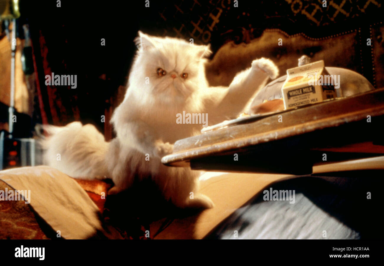 CATS & DOGS, 2001, (c)Warner Bros./courtesy Everett Collection Stock ...