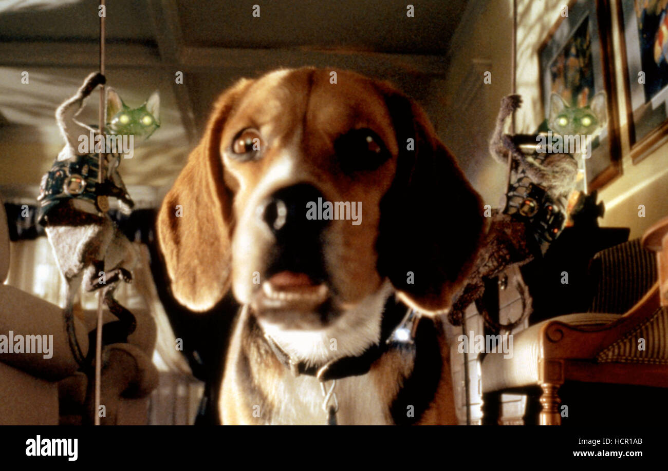 CATS & DOGS, 2001, (c)Warner Bros./courtesy Everett Collection Stock ...