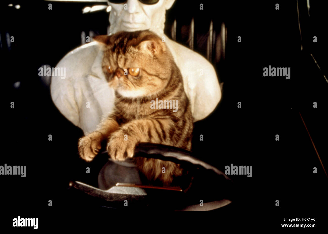 CATS & DOGS, 2001, (c)Warner Bros./courtesy Everett Collection Stock ...
