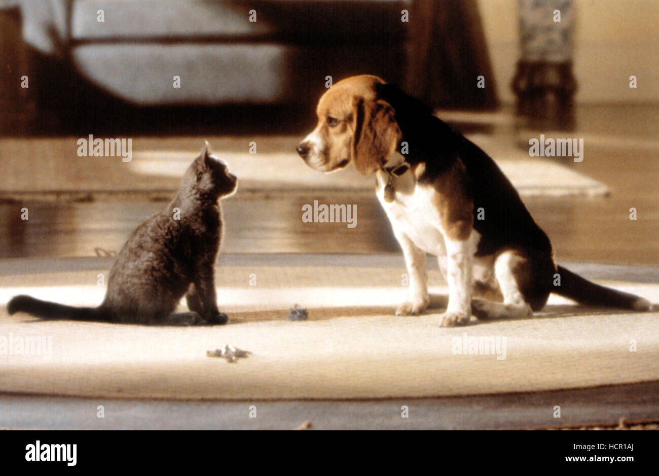 CATS AND DOGS, 2001, © Warner Bros. / Courtesy: Everett Collection ...