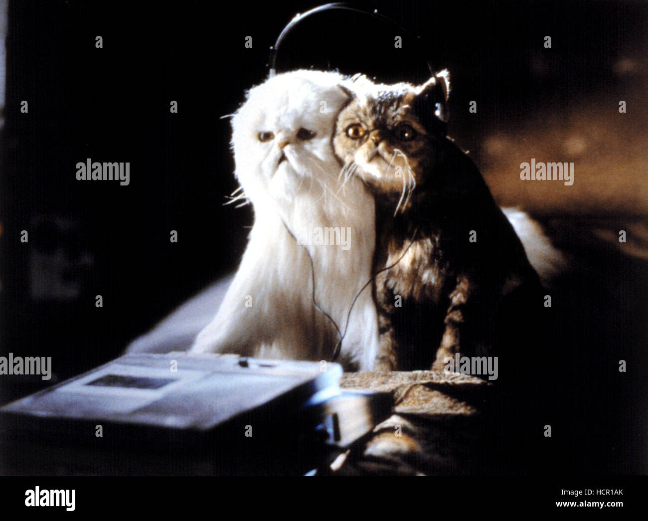 CATS AND DOGS, Mr. Tinkles, Calico, 2001, © Warner Bros. / Courtesy ...