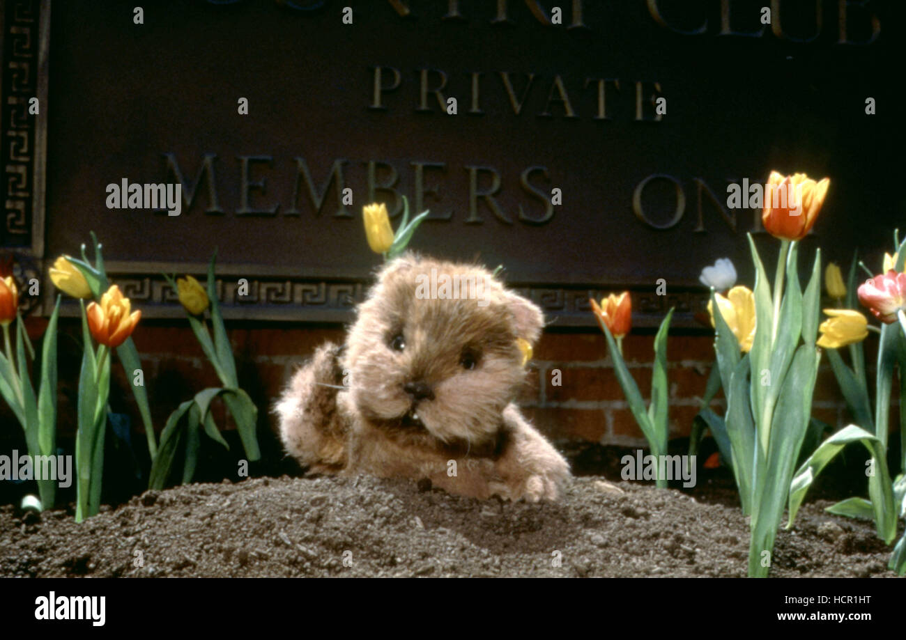 CADDYSHACK II, 1988. ©Warner Bros./courtesy Everett Collection Stock ...