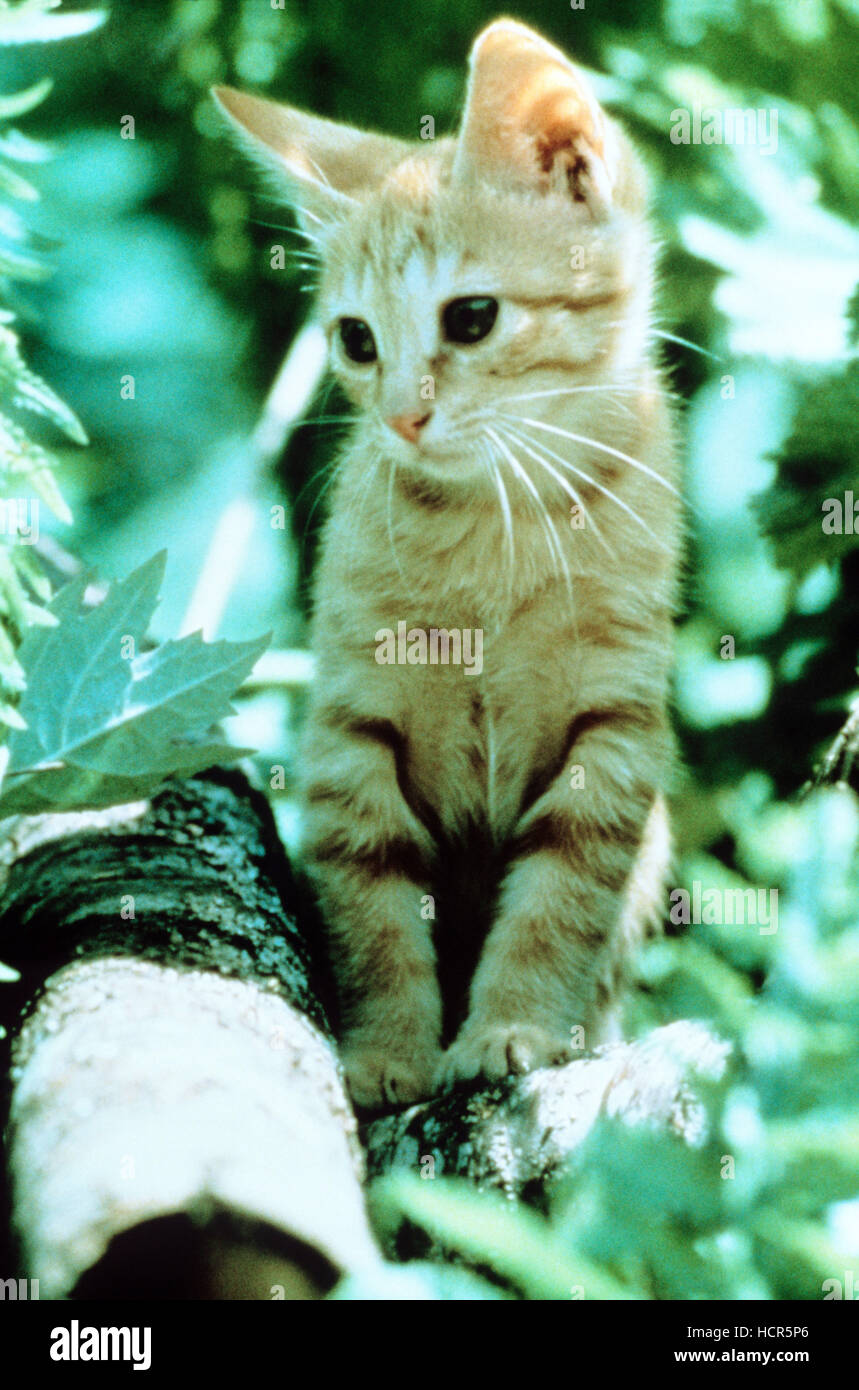 THE ADVENTURES OF MILO AND OTIS, (aka KONEKO MONOGATARI), Milo the cat ...