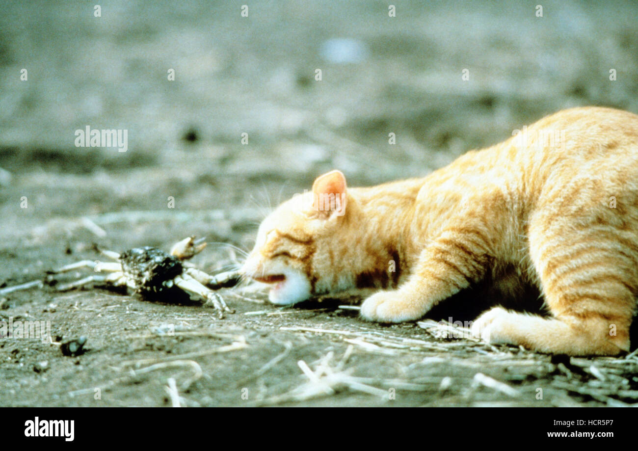 THE ADVENTURES OF MILO AND OTIS, (aka KONEKO MONOGATORI), Milo the cat ...