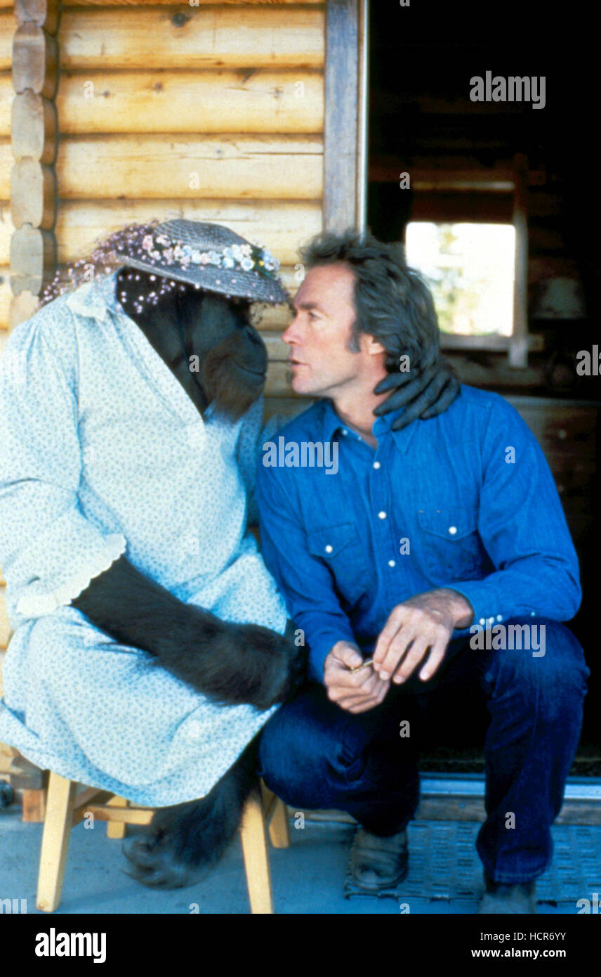 ANY WHICH WAY YOU CAN, Clyde the Orangutan, Clint Eastwood, 1980 Stock ...