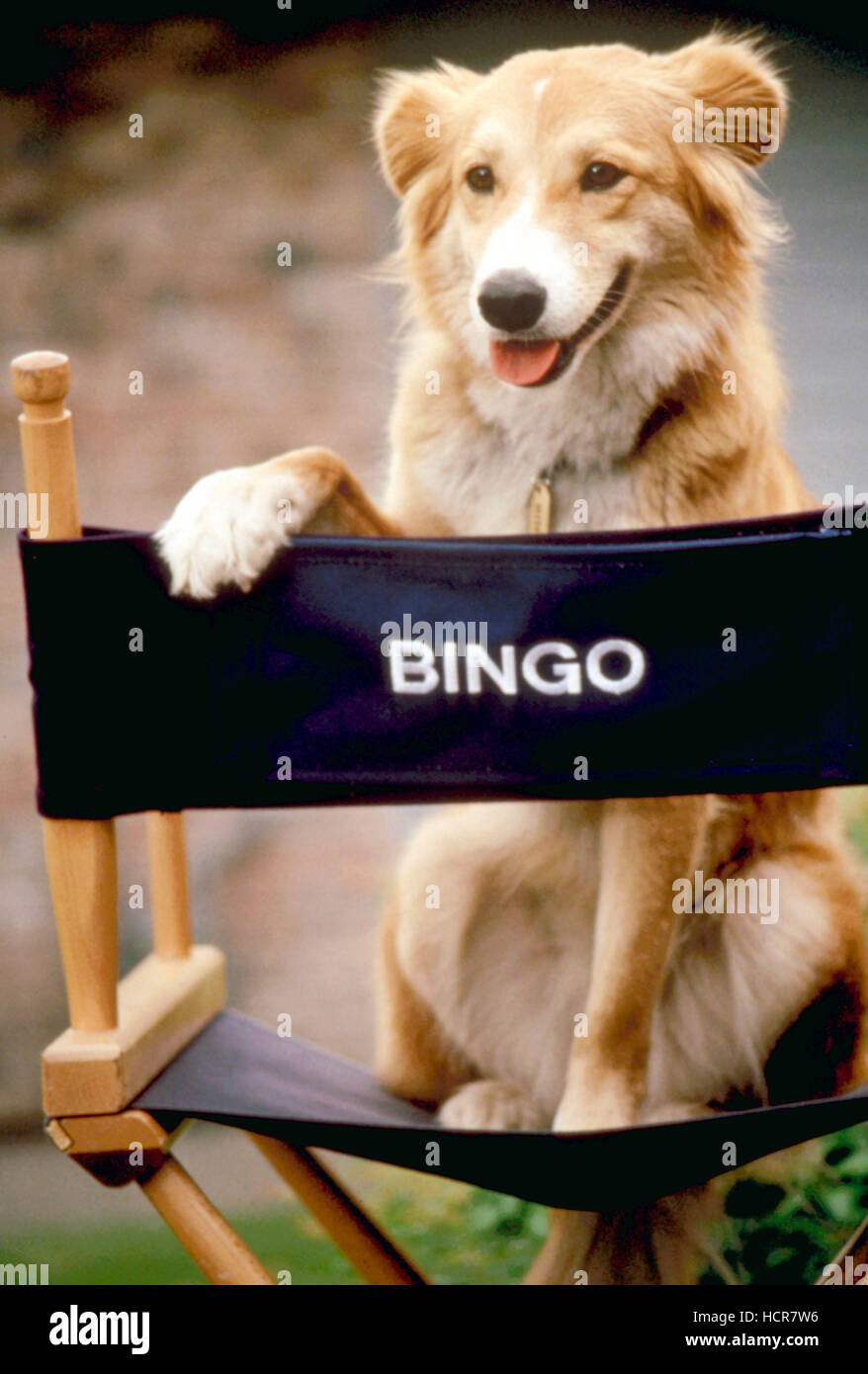 BINGO, Bingo the dog, on set, 1991, (c)TriStar Pictures/courtesy ...