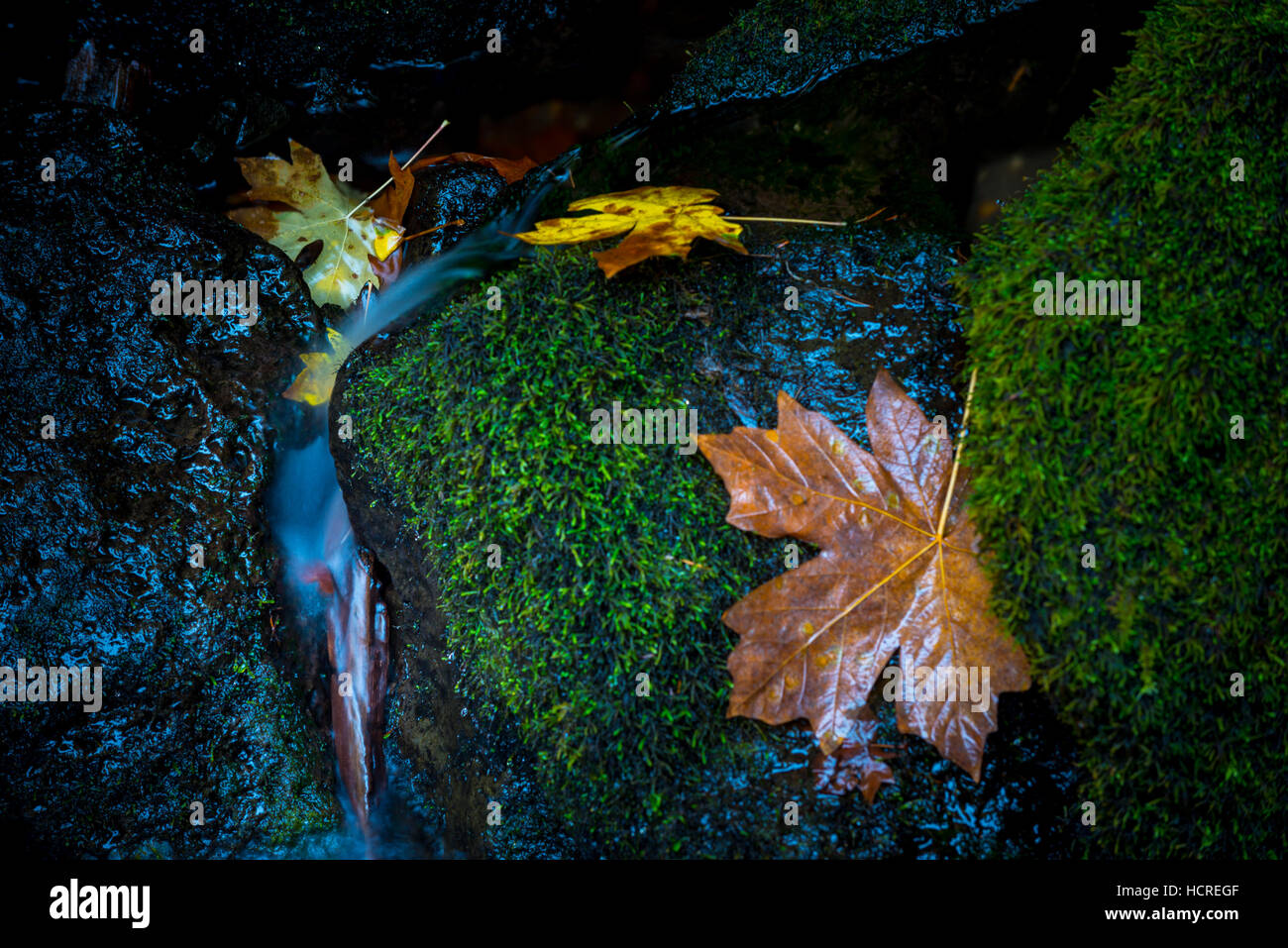 Oregon Cascades Fallen Maple Tree leaves Watson Creek Stock Photo - Alamy