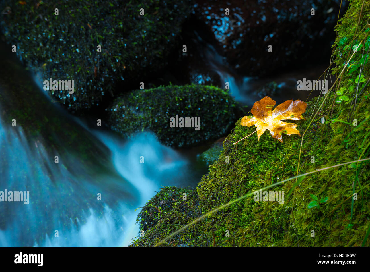 Oregon Cascades Fallen Maple Tree leaves Watson Creek Stock Photo - Alamy