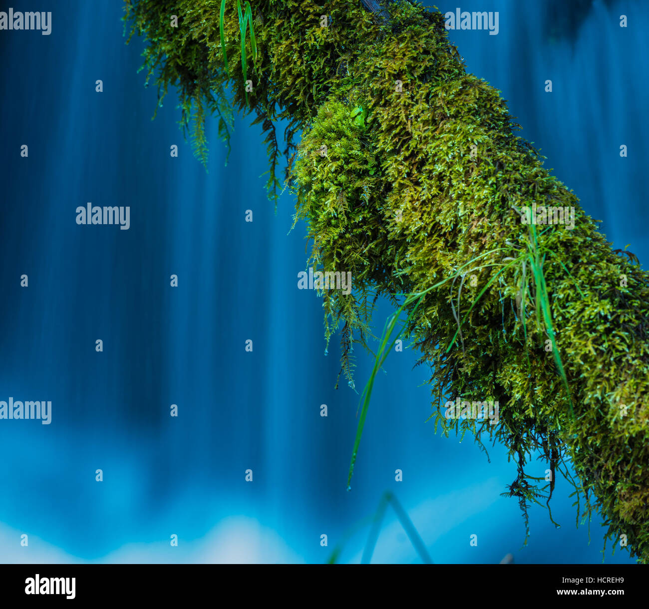 Oregon Cascades Fallen Maple Tree leaves Watson Creek Stock Photo - Alamy