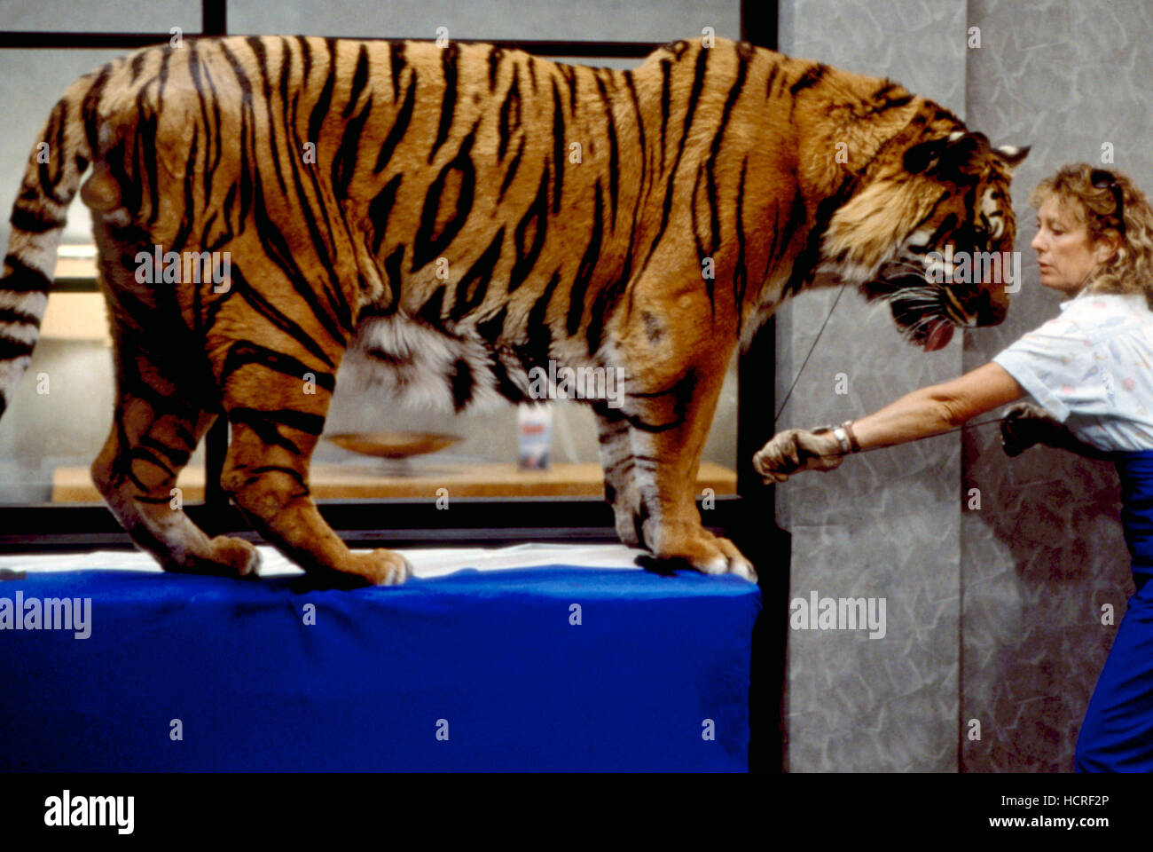 Tiger with handler hi-res stock photography and images - Alamy