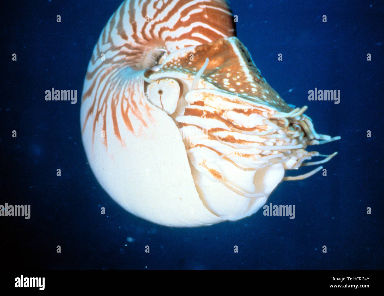 ATLANTIS, Nautilus, 1991 Documentary by Luc Besson Stock Photo - Alamy
