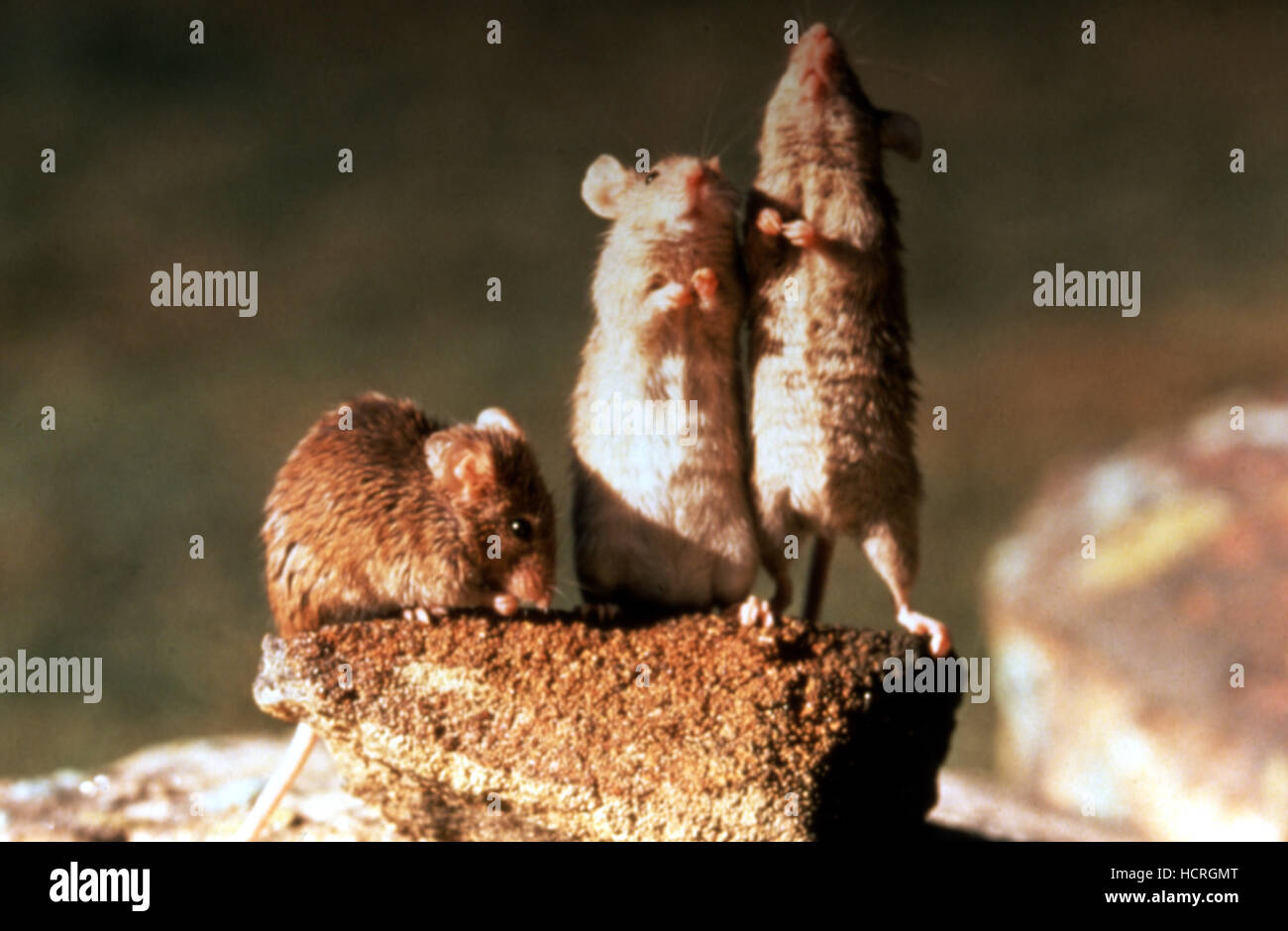 BABE, mice, 1995, (c)Universal Pictures/courtesy Everett Collection ...