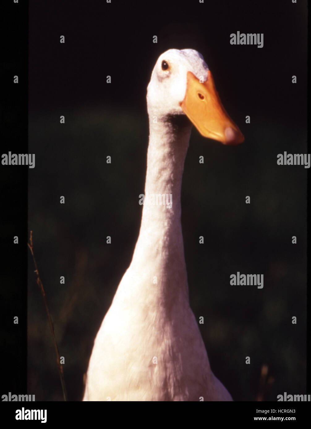 BABE, Ferdinand the duck, 1995, (c)Universal Pictures/courtesy Everett ...