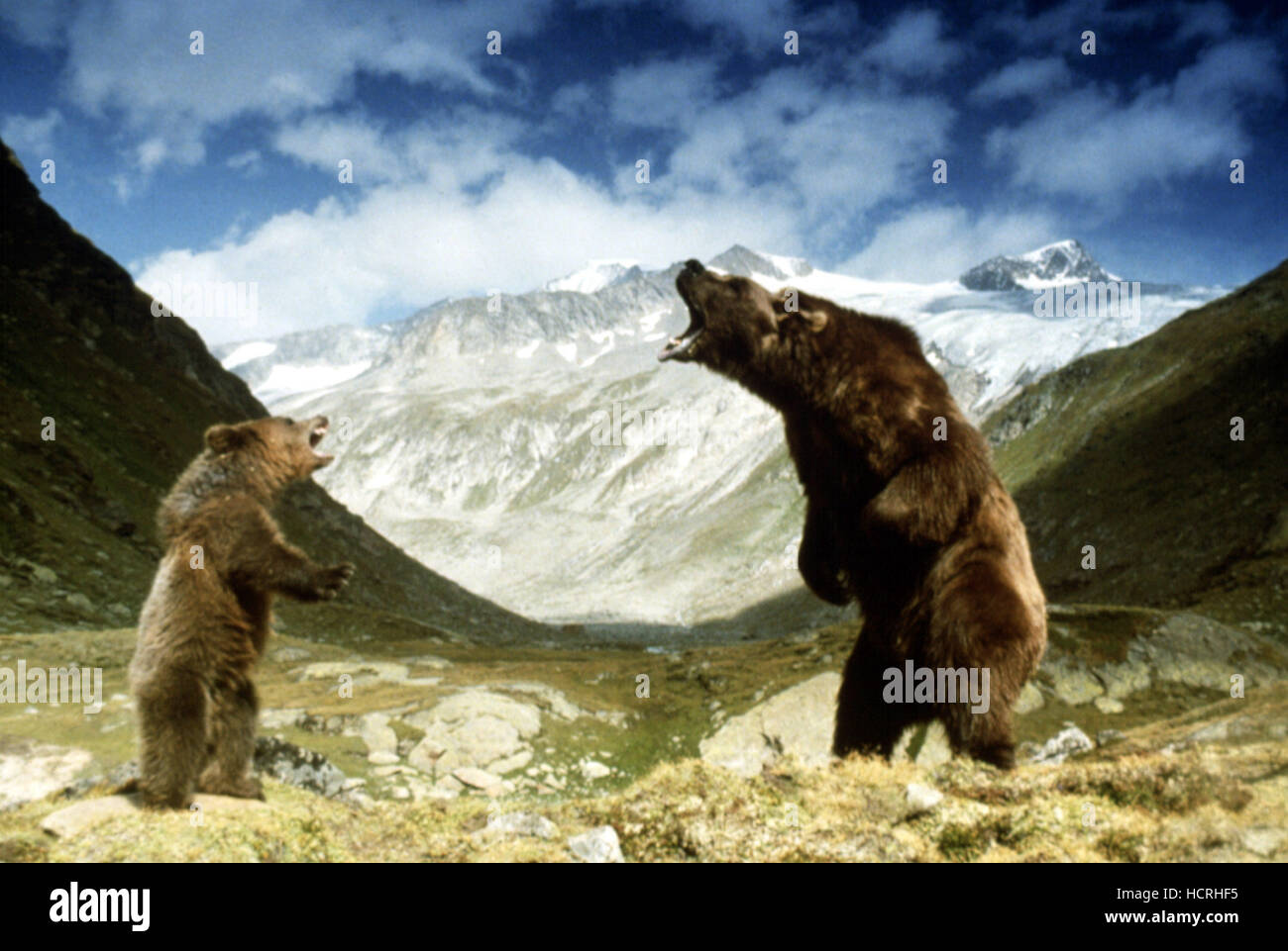 THE BEAR, 1988 Tri-Star Pictures/Courtesy Everett Collection Stock ...