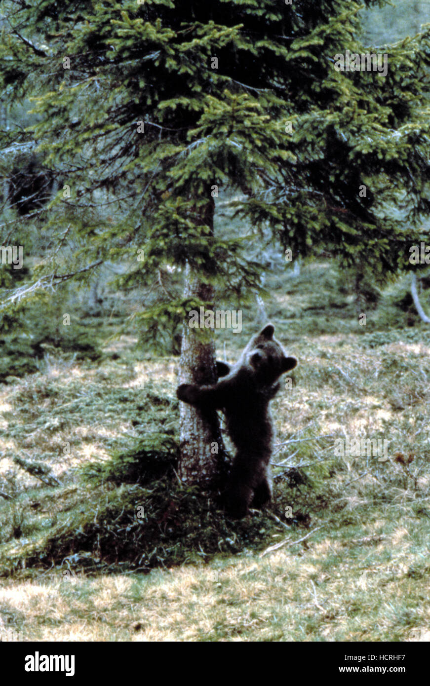 THE BEAR, 1988 Tri-Star Pictures/Courtesy Everett Collection Stock ...