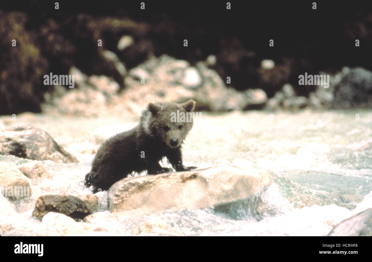 THE BEAR, 1988 Tri-Star Pictures/Courtesy Everett Collection Stock ...