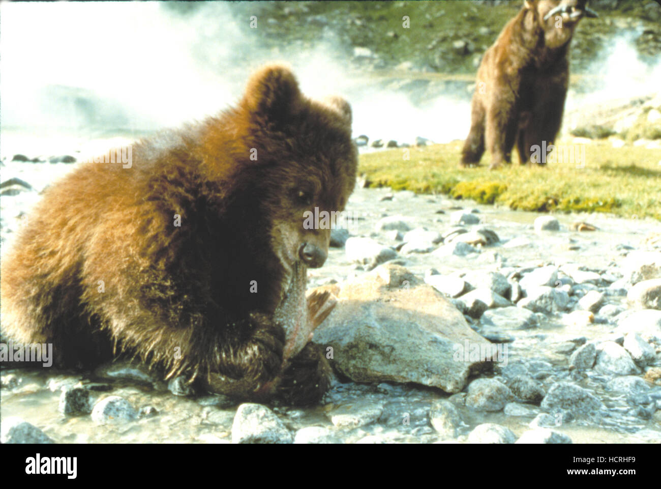 THE BEAR, 1988 Tri-Star Pictures/Courtesy Everett Collection Stock ...