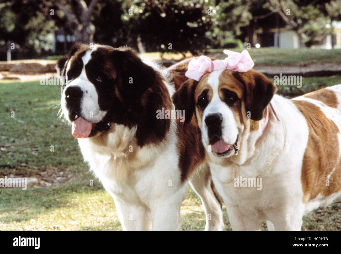 BEETHOVEN'S 2ND, Beethoven and Missy, 1993 Stock Photo - Alamy