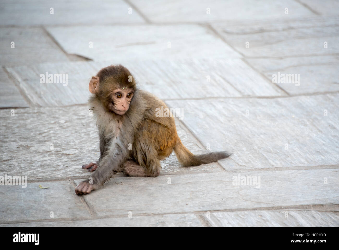 Cute baby monkey alone at Swayambhunath Monkey temple Kathmandu, Nepal ...