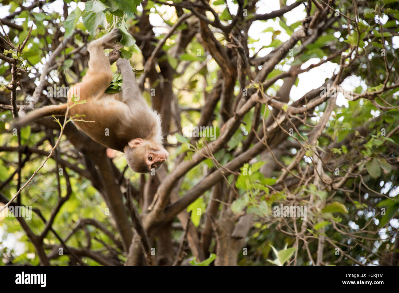 Monkey hanging hi-res stock photography and images - Alamy