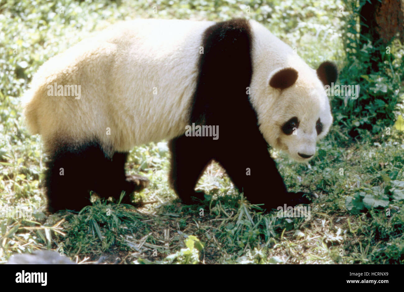 CHINA: THE PANDA ADVENTURE, 2001.©IMAX Pictures/courtesy Everett ...