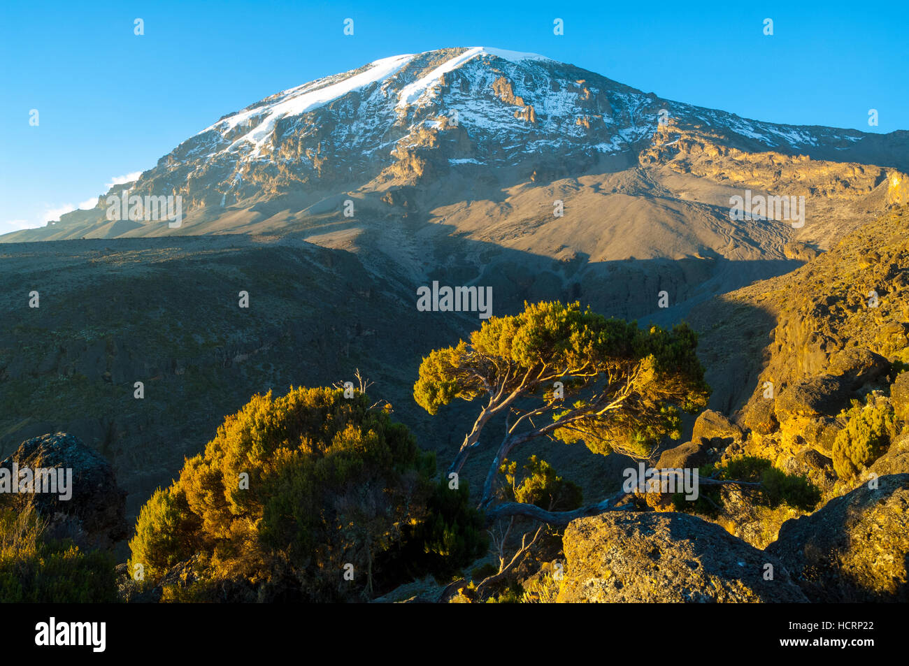 Kilimanjaro and vegetation, view from Karanga camp, southern circuit ...