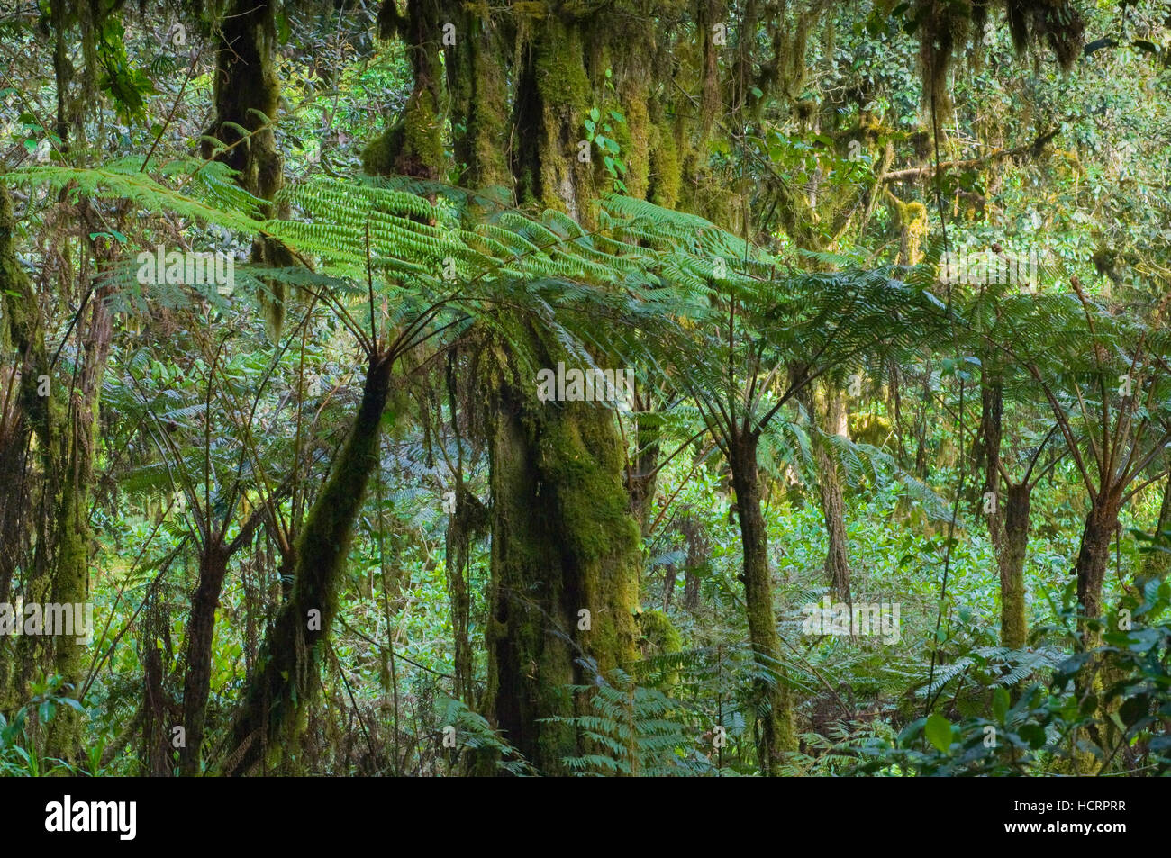 Tree ferns (Cyathea manniana) growing in the forest along Mweka route ...