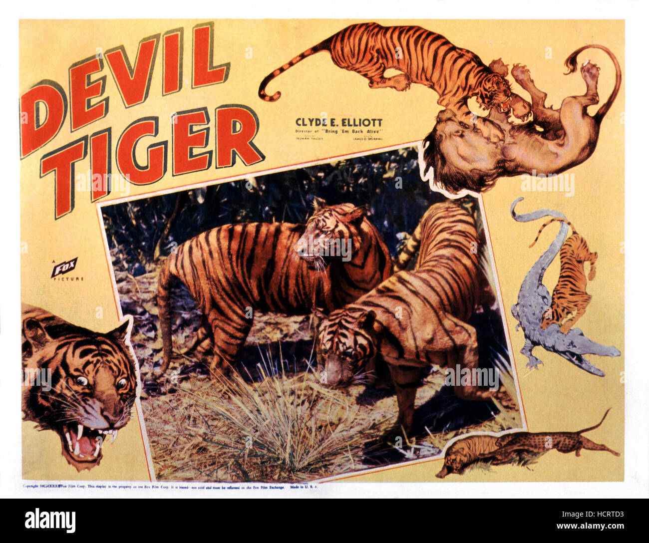 THE DEVIL TIGER, US lobbycard, 1934 Stock Photo - Alamy