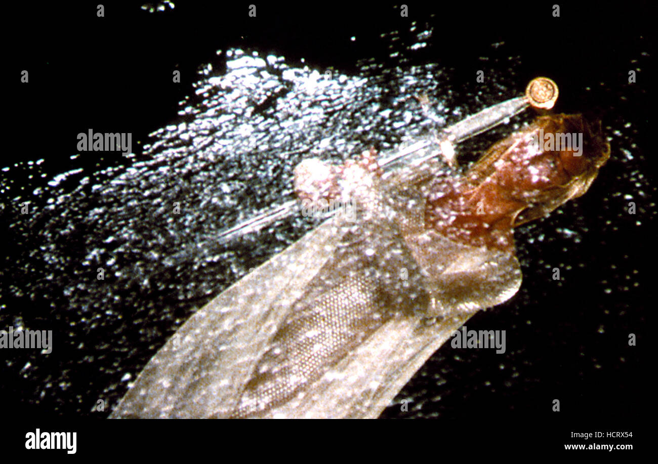 EXCALIBUR, Telsche Boorman as The Lady of the Lake holding Excalibur ...