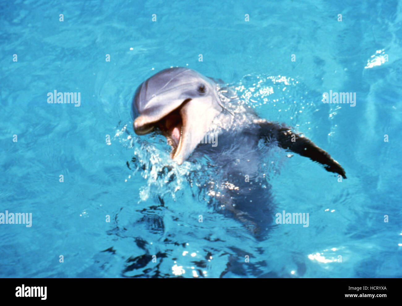 FLIPPER, Flipper, 1996, (c)Universal/courtesy Everett Collection Stock ...