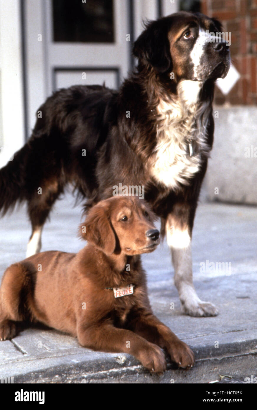 FLUKE, Fluke, 1995, (c)MGM/courtesy Everett Collection Stock Photo - Alamy