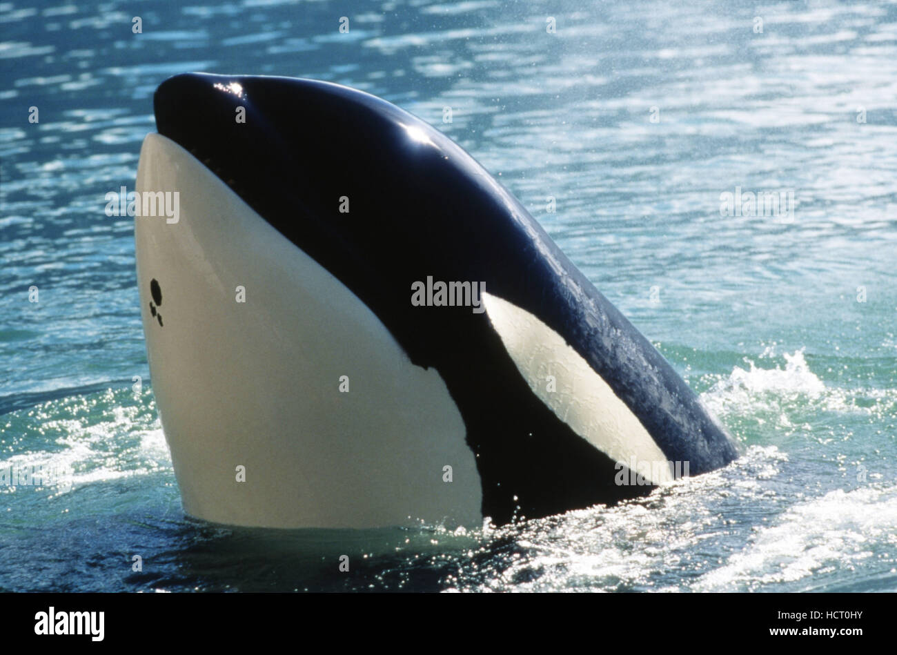 FREE WILLY 3: THE RESCUE, 1997, © Warner Brothers/courtesy Everett ...