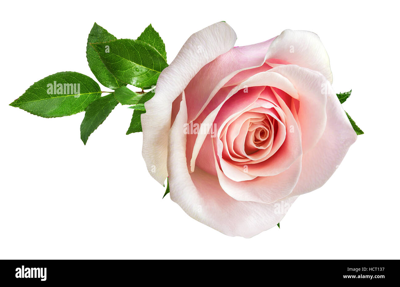 rose isolated on the white background Stock Photo - Alamy