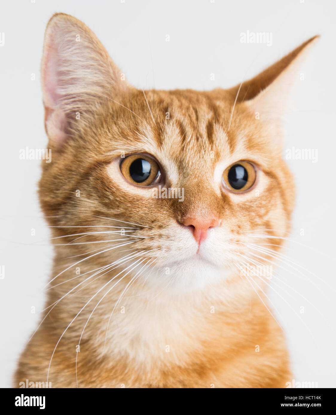 Yellow cat portrait Stock Photo - Alamy