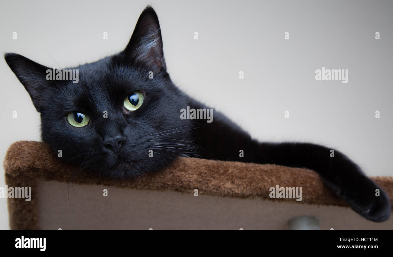 black cat portrait Stock Photo - Alamy
