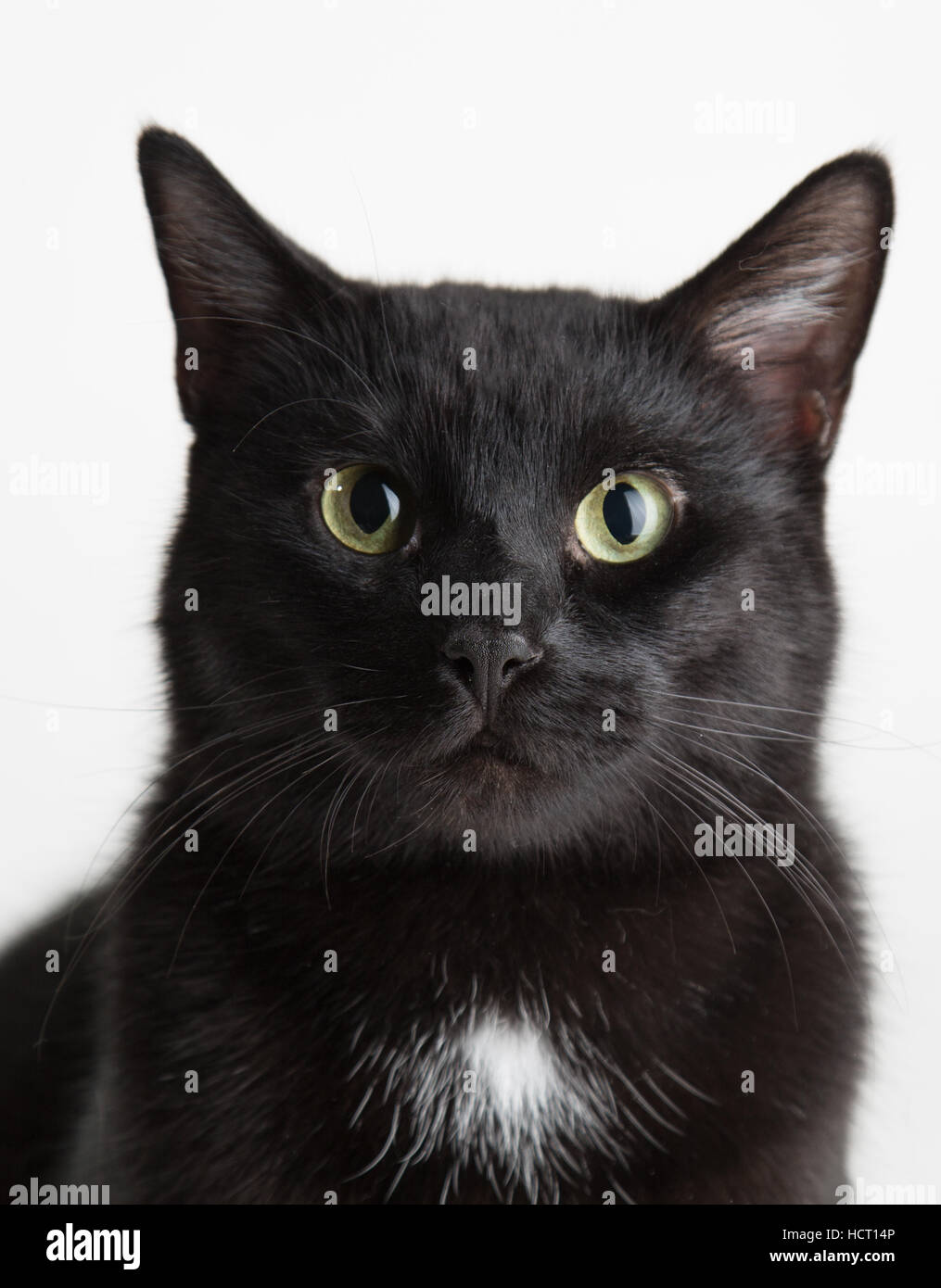 black cat portrait Stock Photo - Alamy