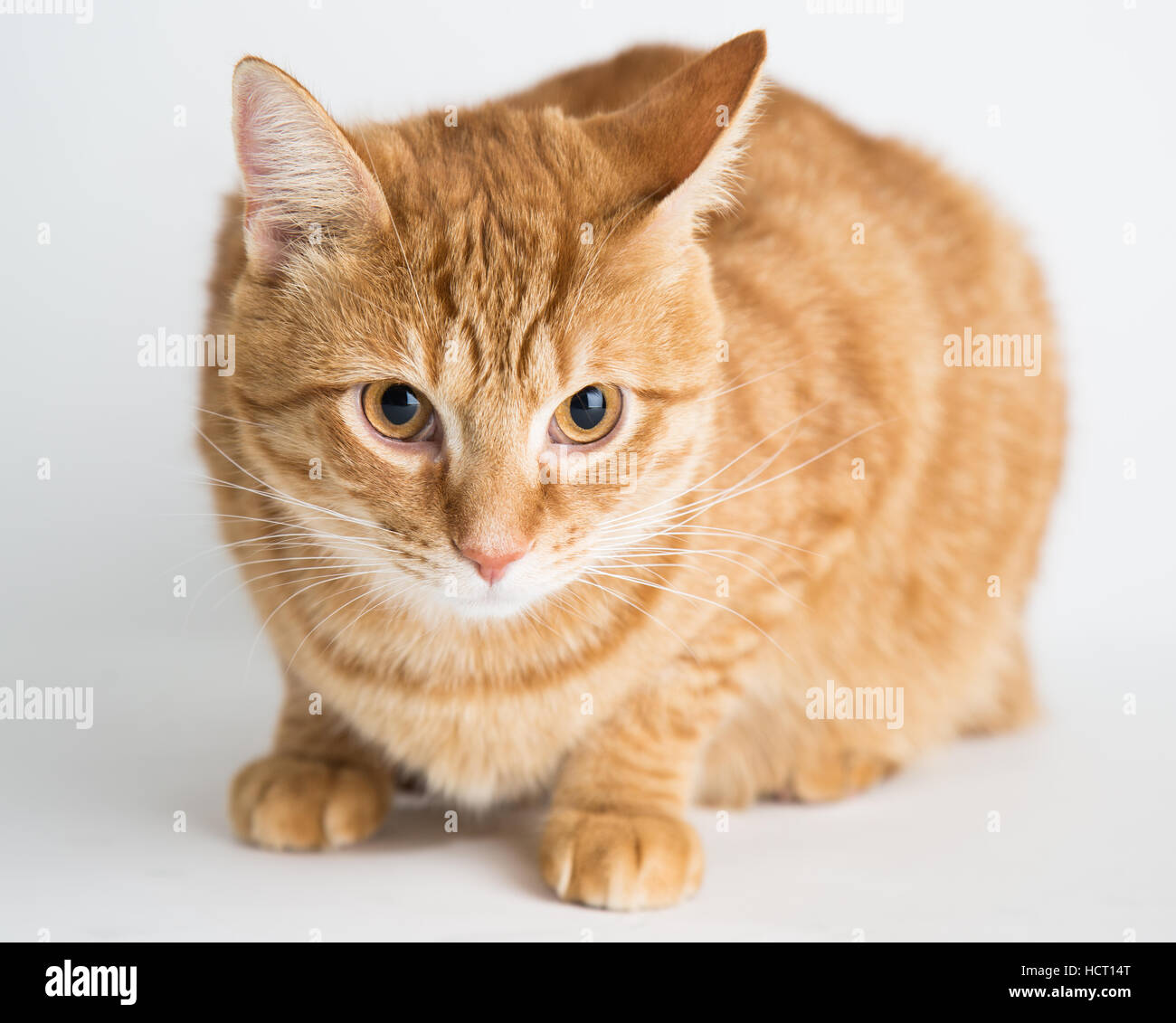 Yello2 cat portrait Stock Photo - Alamy