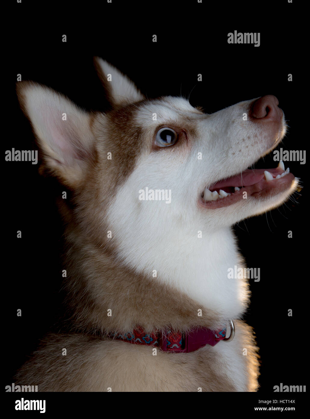 Pet husky hi-res stock photography and images - Alamy